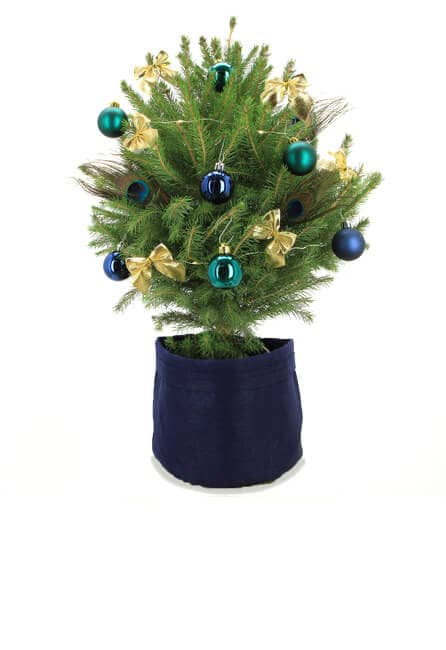 Petit Sapin Naturel - Sapin de Noël en Pot Décoré | My Little Sapin